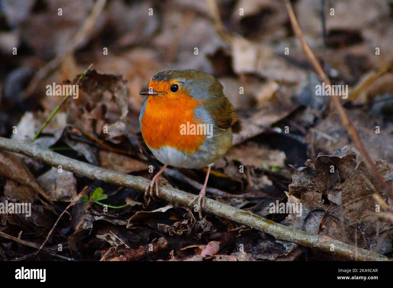 A robin hunts insects and worms under a hedge in a park. Commonly ...