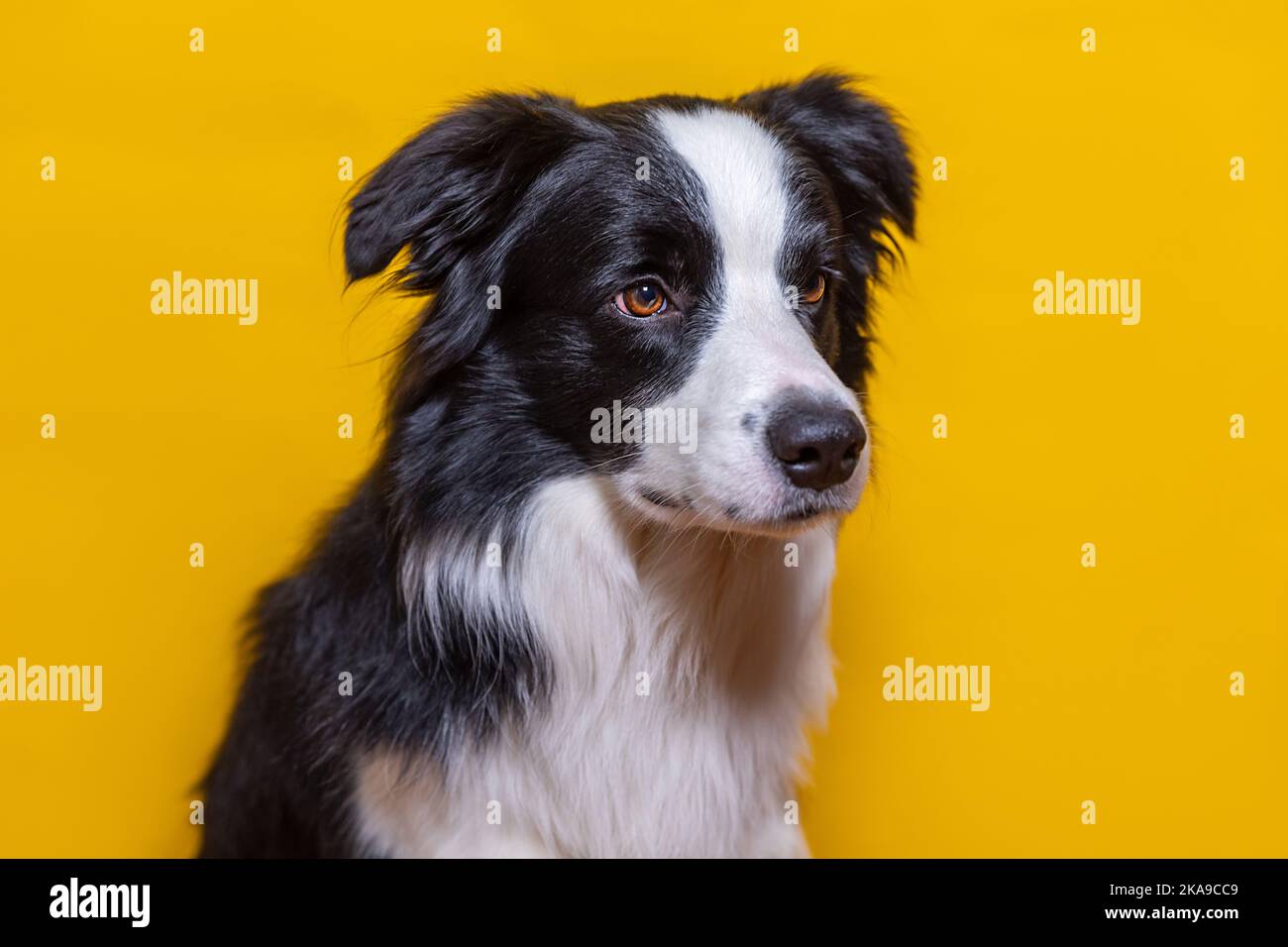 Funny portrait of cute puppy dog border collie isolated on yellow ...