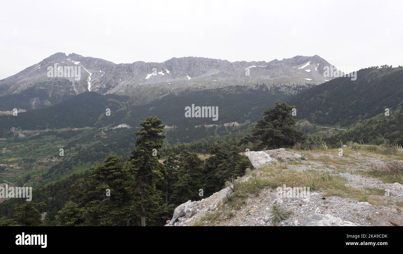 The green trees in big landscape with mountains and gray gloomy sky of ...