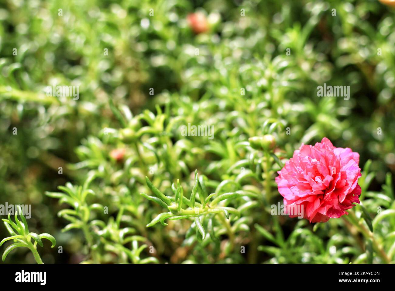 A Litte solitaire pink rose with green plant background Stock Photo - Alamy