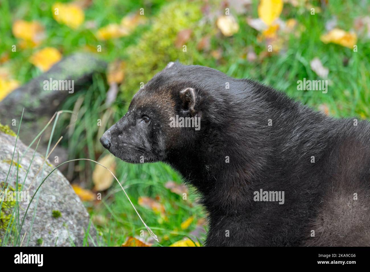 Wolverine glutton carcajou gulo gulo hi-res stock photography and ...