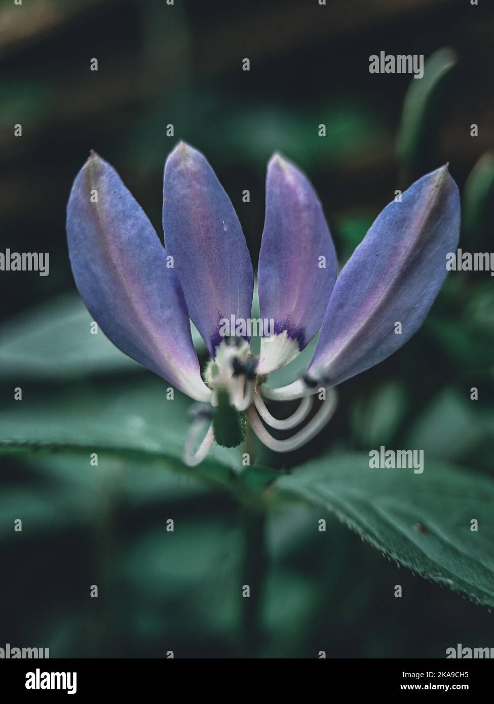 A vertical closeup of fringed spider flower, Cleome rutidosperma ...