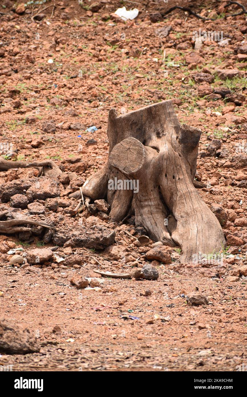A vertical shot of a tree stump in an arid land Stock Photo - Alamy