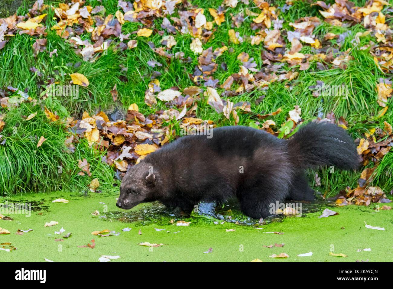 Wolverine / glutton (Gulo gulo) foraging in shallow water along lake ...