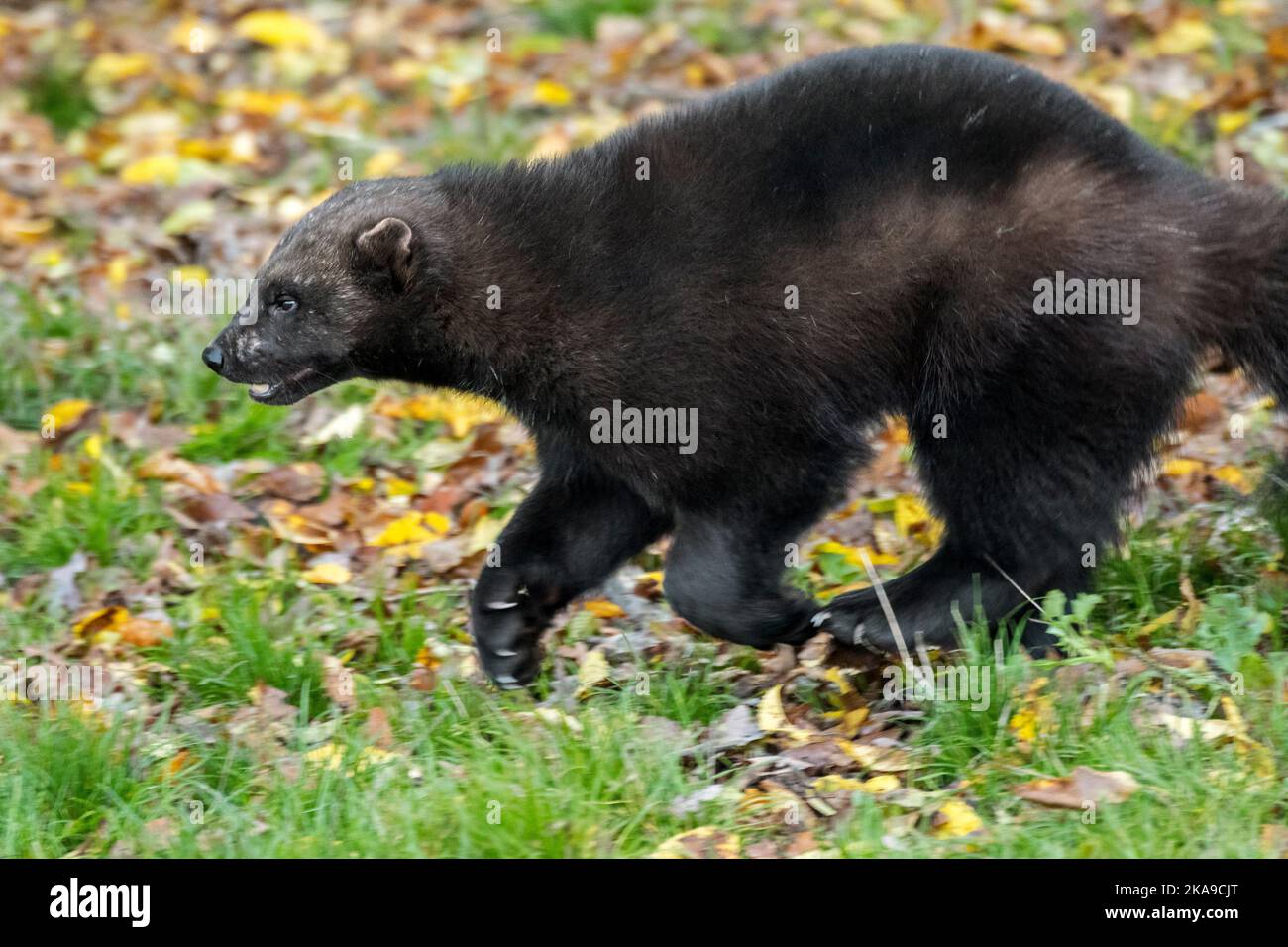 Wolverine glutton carcajou gulo gulo hi-res stock photography and ...