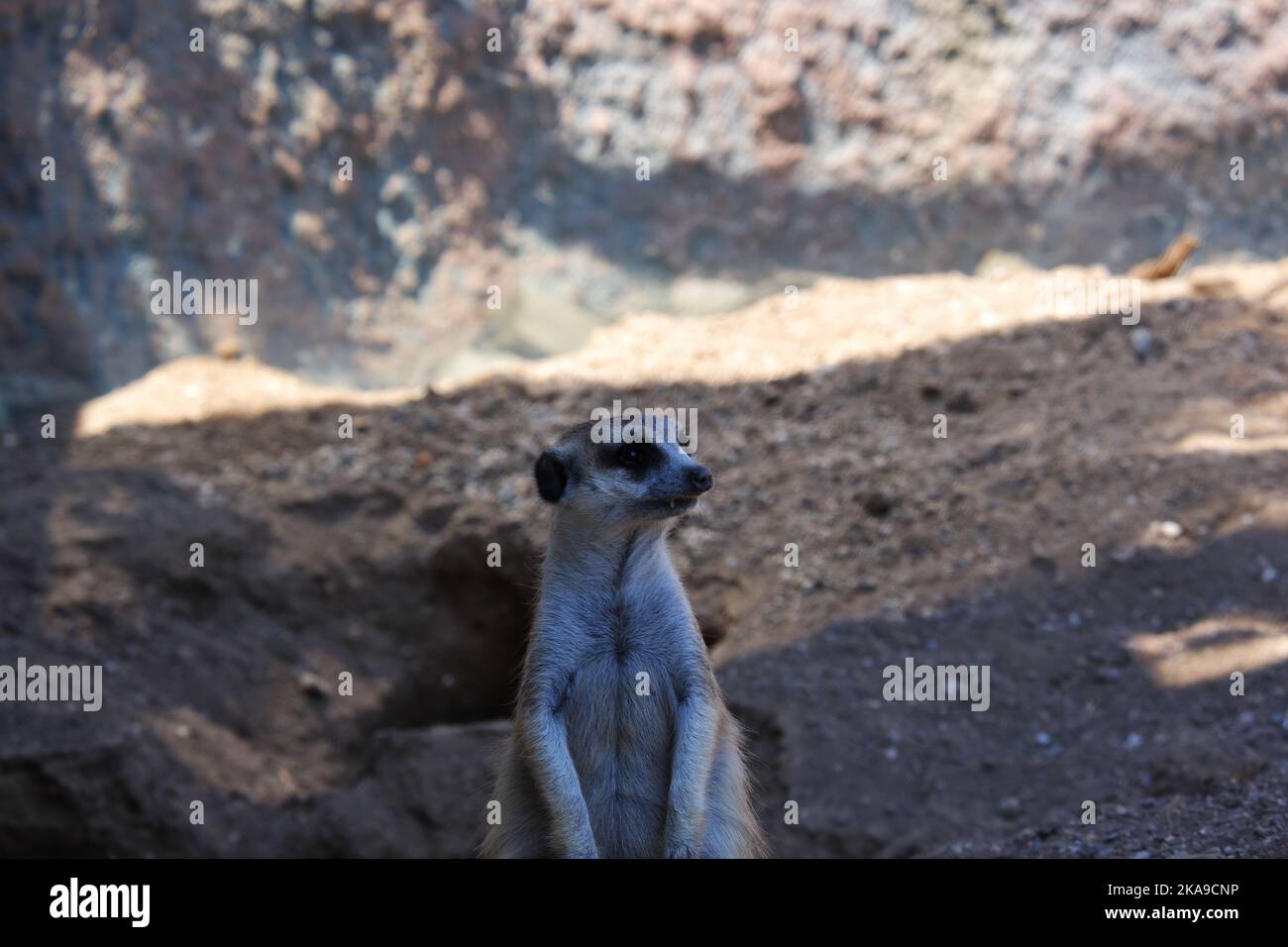 Wild Meerkat animal in nature Stock Photo - Alamy