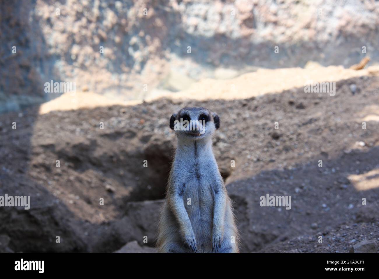Wild Meerkat animal in nature Stock Photo - Alamy