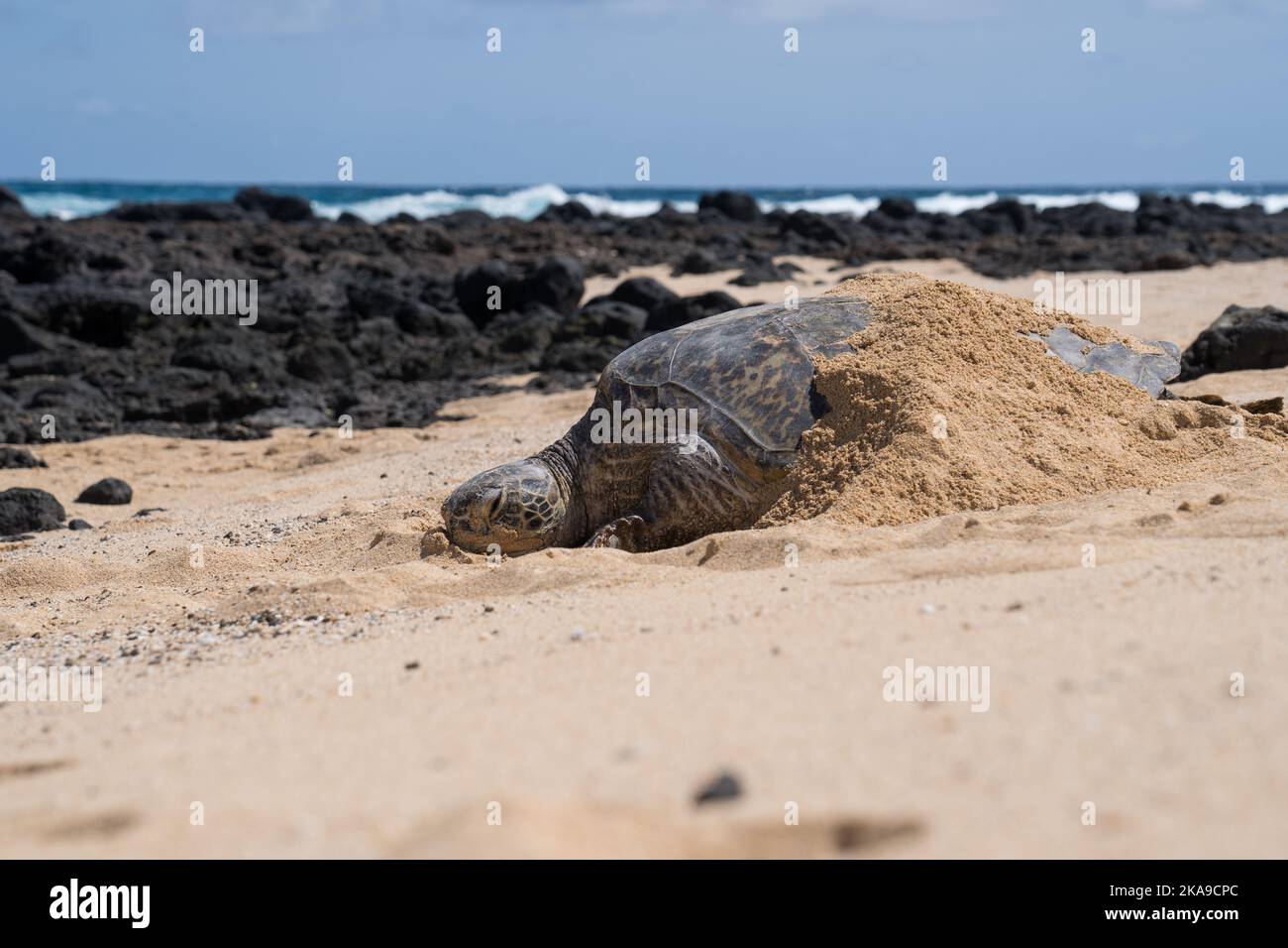 Sleeping green sea turtle on Hawaiian beach enjoying the sun in the ...