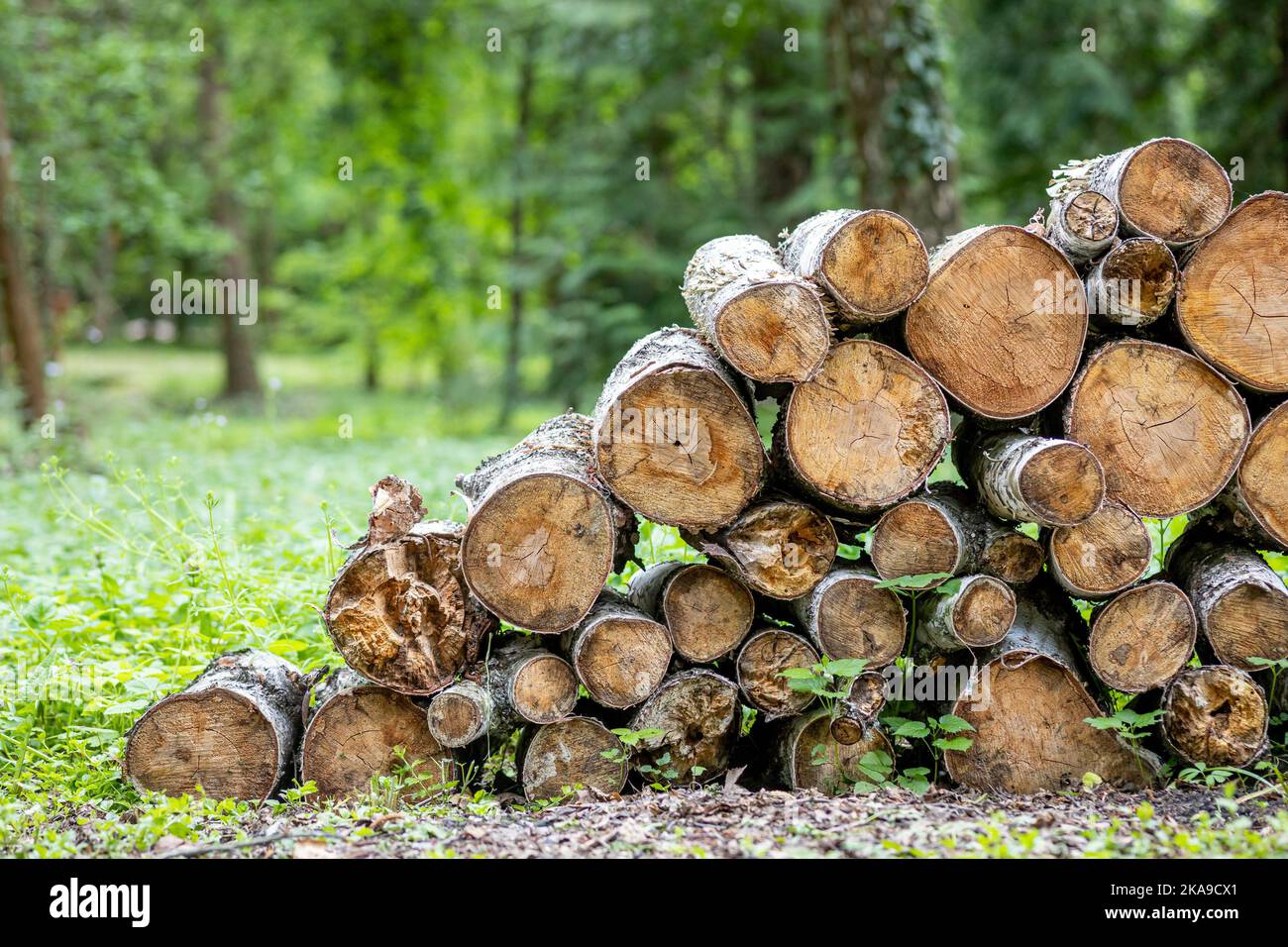 Csacsi arboretum hi-res stock photography and images - Alamy