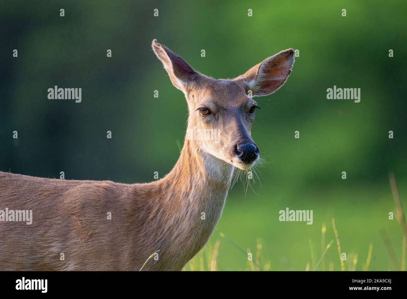 Male red deer new hi-res stock photography and images - Alamy