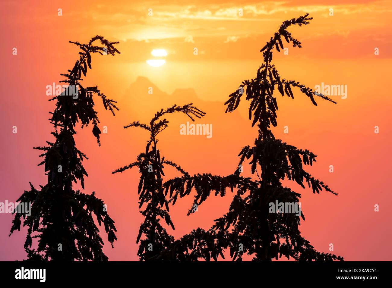 Mountain Hemlocks, Tsuga mertensiana, against a dramatic sunset at ...