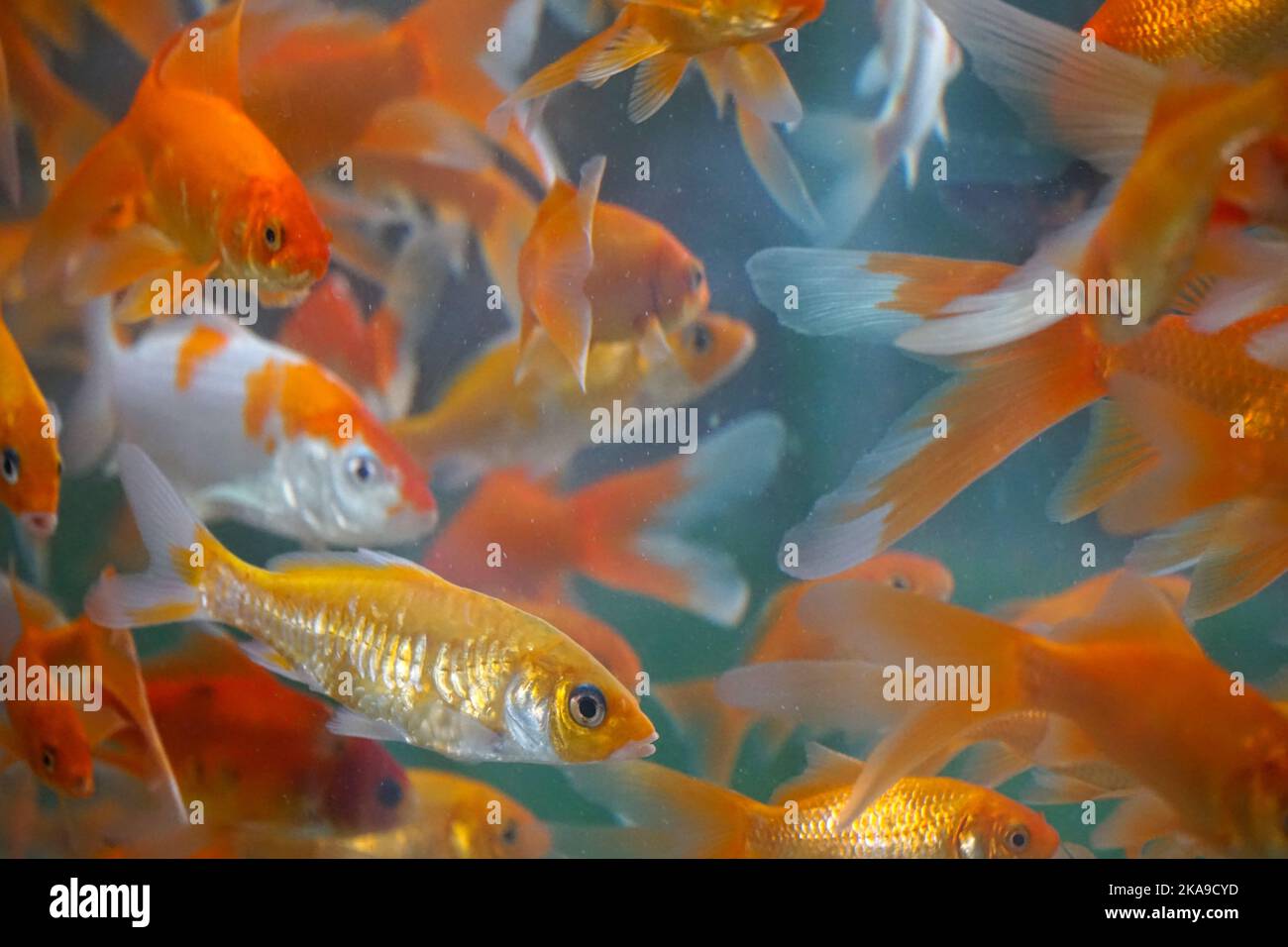 many fish in an aquarium Stock Photo - Alamy