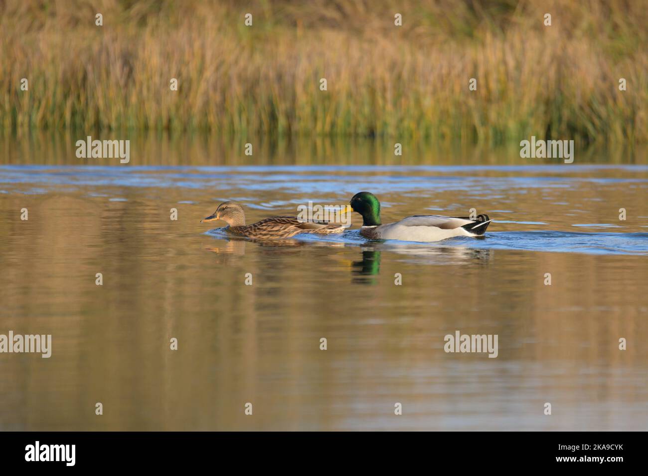 A male mallard duck and a female mallard duck on the pond Stock Photo ...