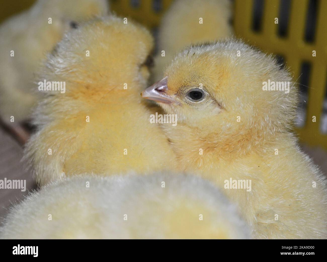 Cute little chicken from incubators Stock Photo - Alamy