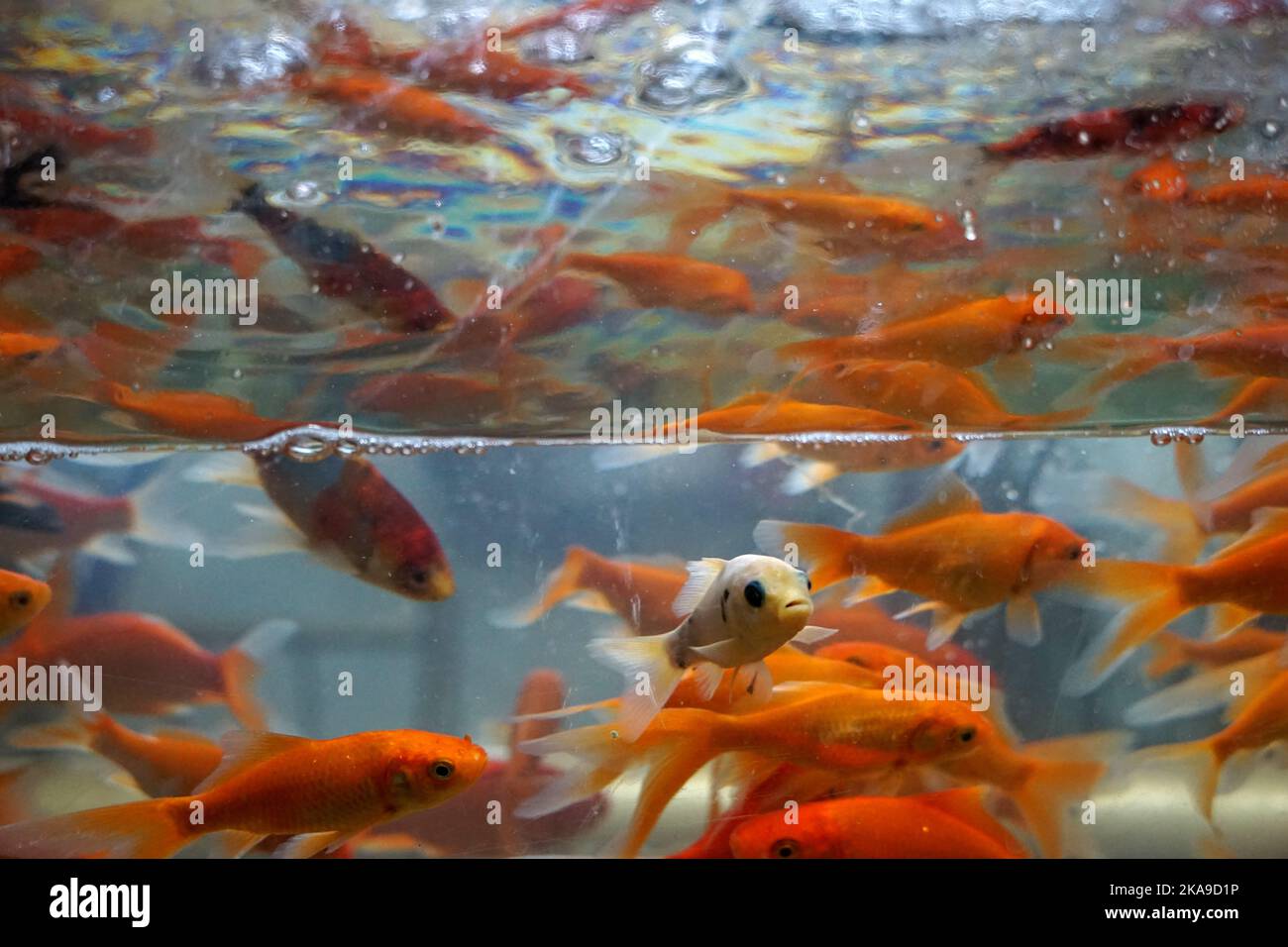 many fish in an aquarium Stock Photo - Alamy