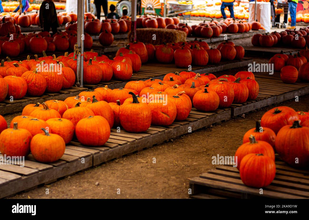 A pumpkin patch with rows of pumpkins Stock Photo - Alamy