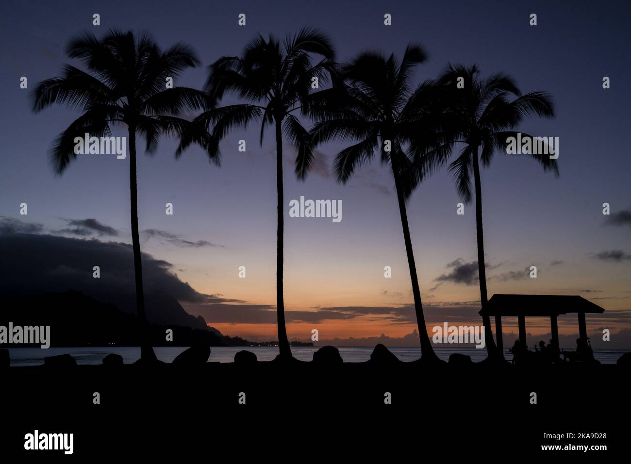 4 palm trees hi-res stock photography and images - Alamy