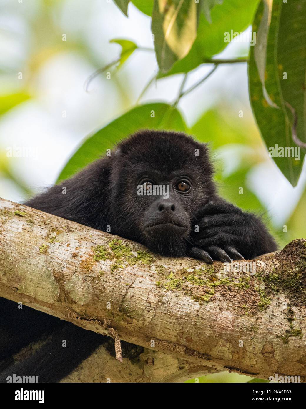 Mexican howler hi-res stock photography and images - Alamy