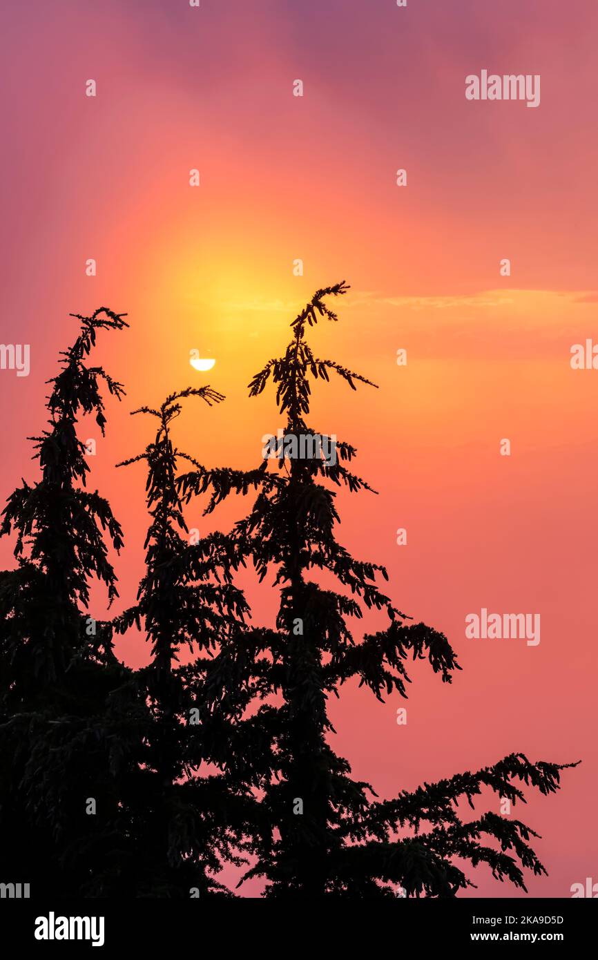 Mountain Hemlocks, Tsuga mertensiana, against a dramatic sunset at ...
