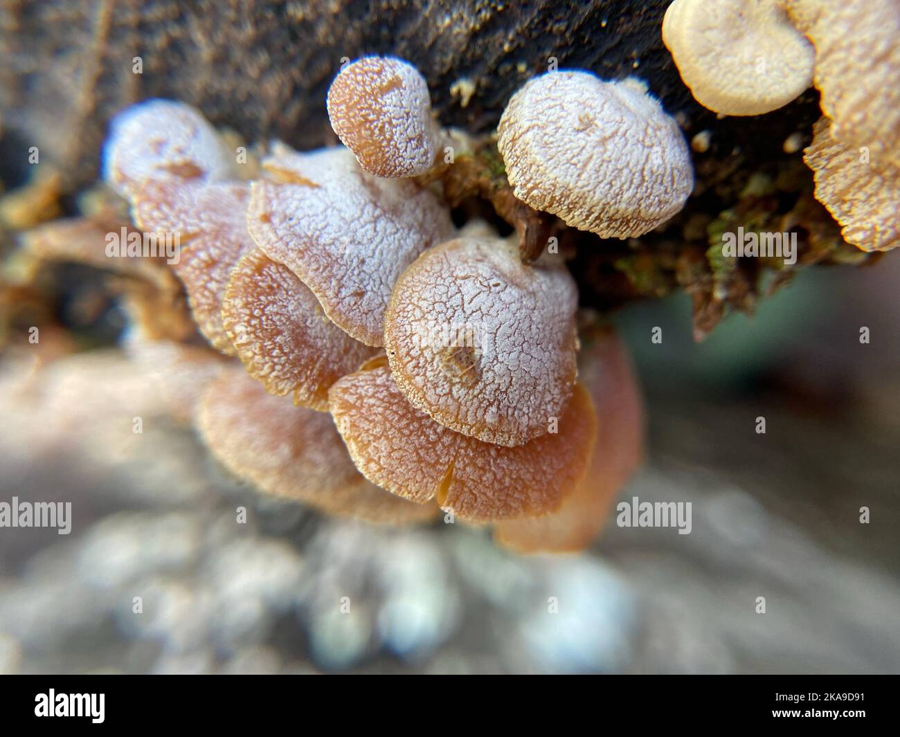 Panellus stipticus hi-res stock photography and images - Alamy