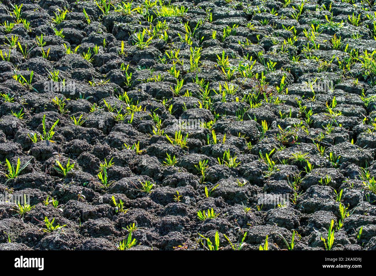 New shoots of plants in dry cracked mud in dried up lake bed caused by ...