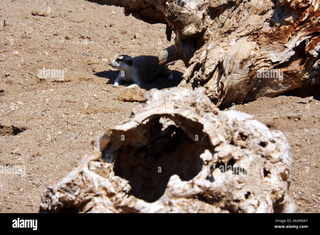Wild Meerkat animal in nature Stock Photo - Alamy