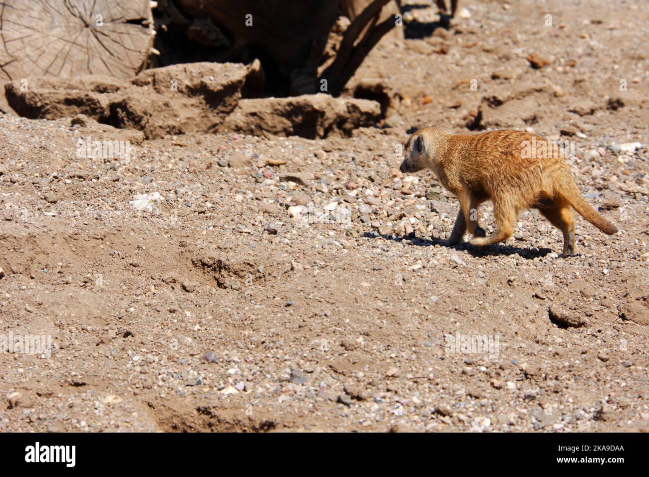 Wild Meerkat animal in nature Stock Photo - Alamy