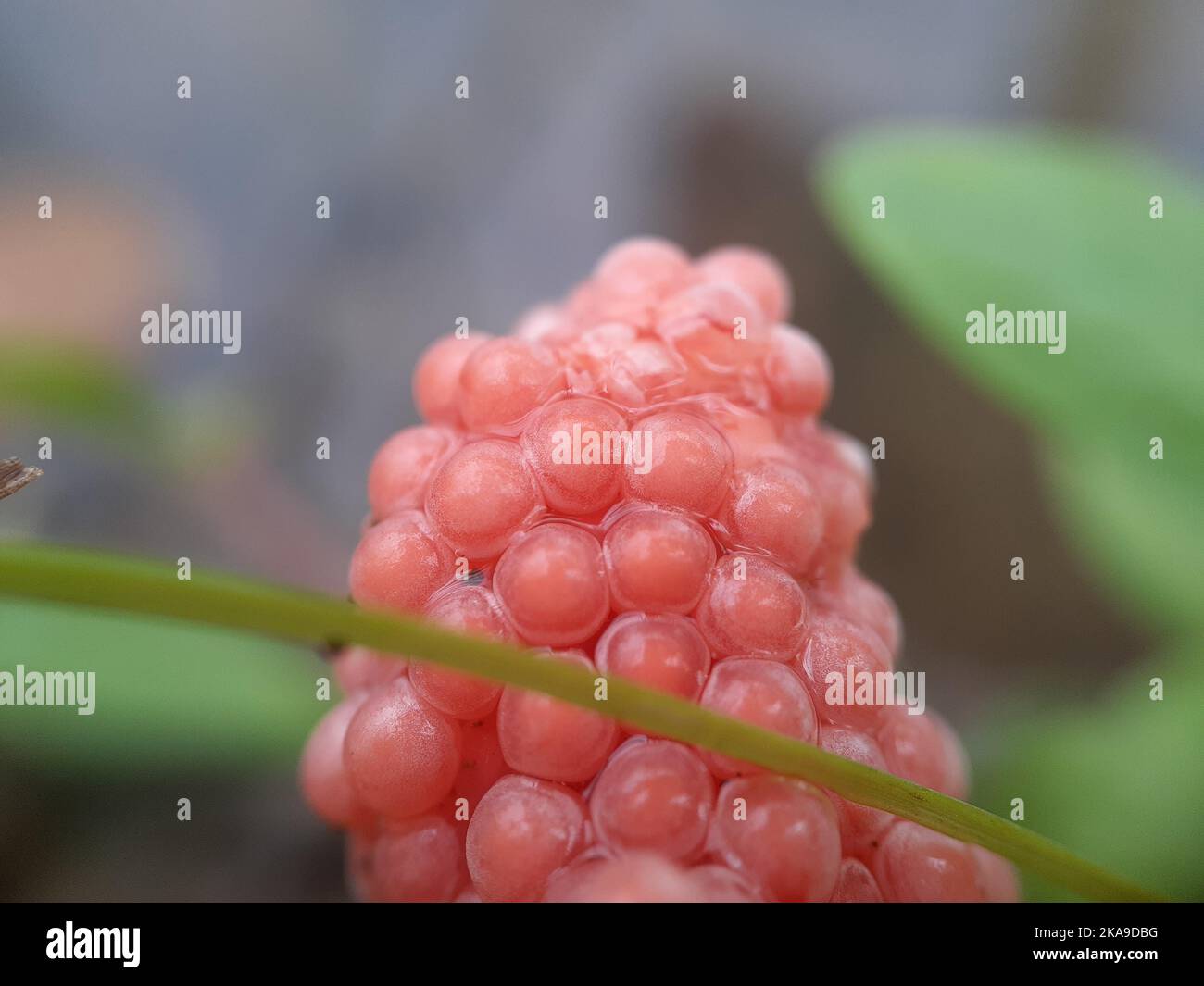 Red snail eggs with blur background Stock Photo - Alamy