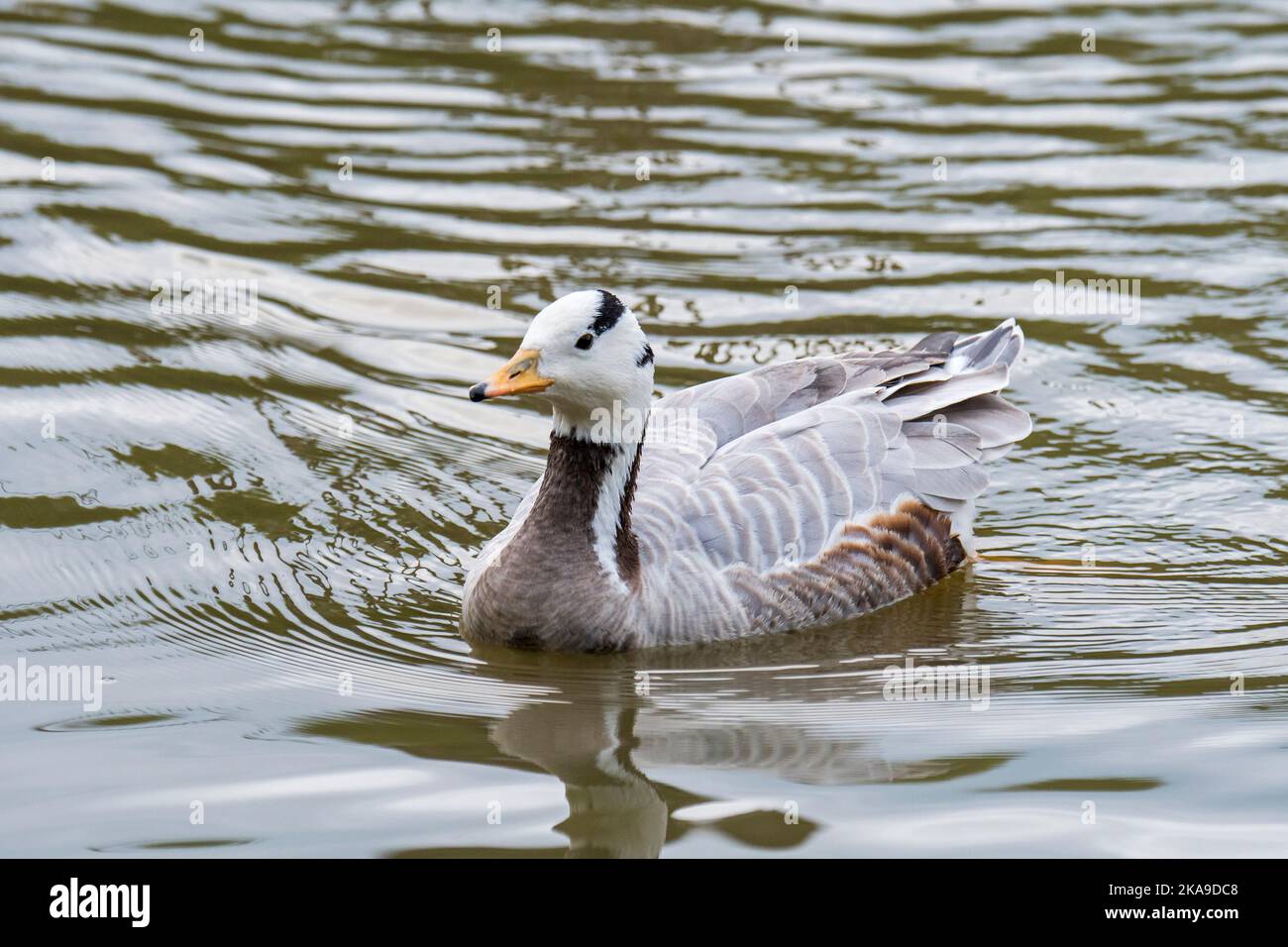 Bar-headed goose (Anser indicus / Eulabeia indica) one of world's ...