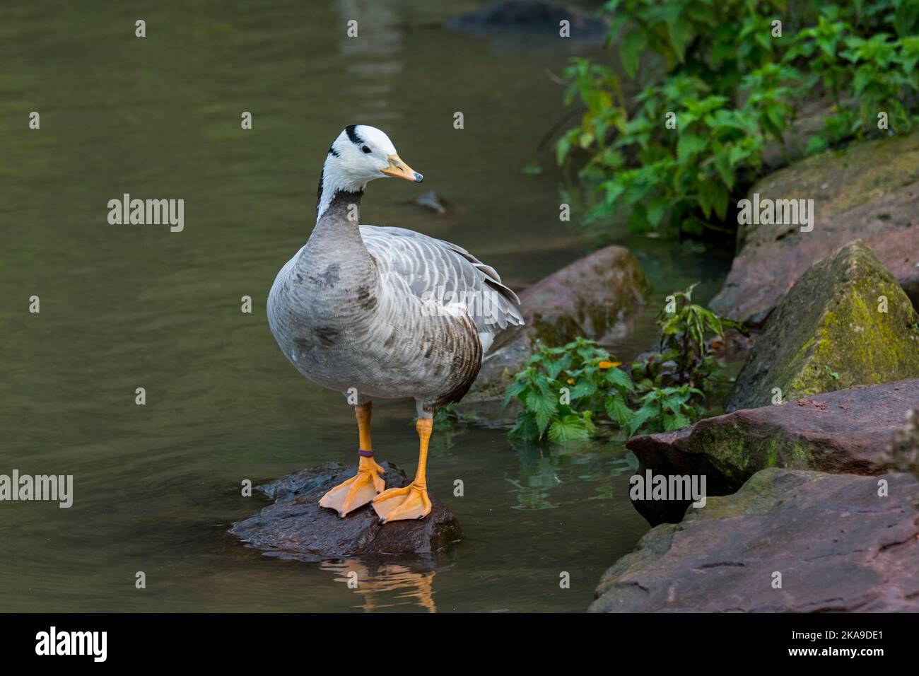 Bar-headed goose (Anser indicus / Eulabeia indica) one of world's ...
