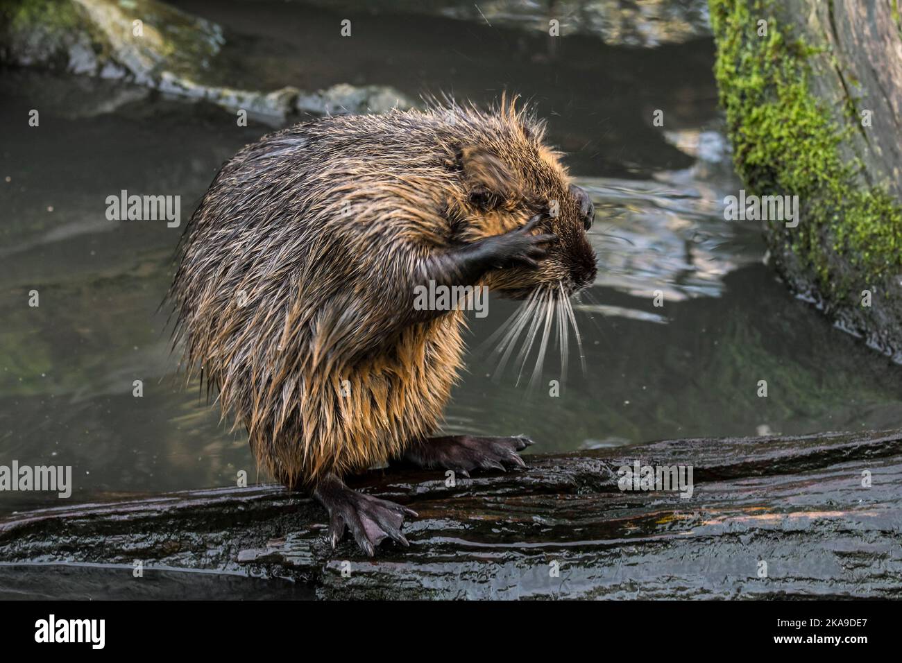 Juvenile nutria / coypu (Myocastor coypus) cleaning fur / coat on ...