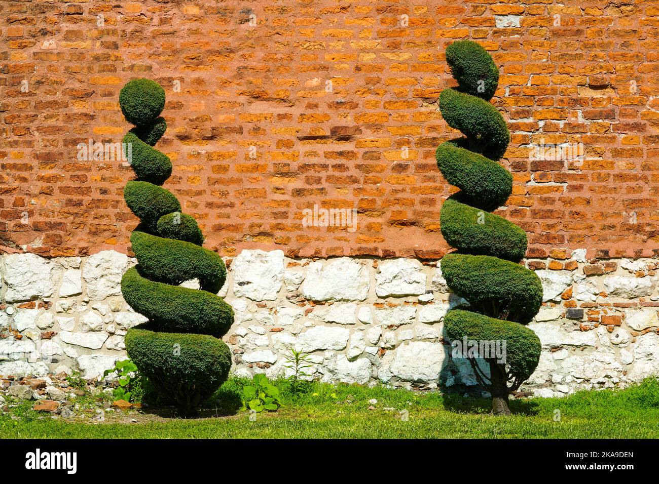 Garden with two spiral shaped green decorative bushes, shaped bushes ...