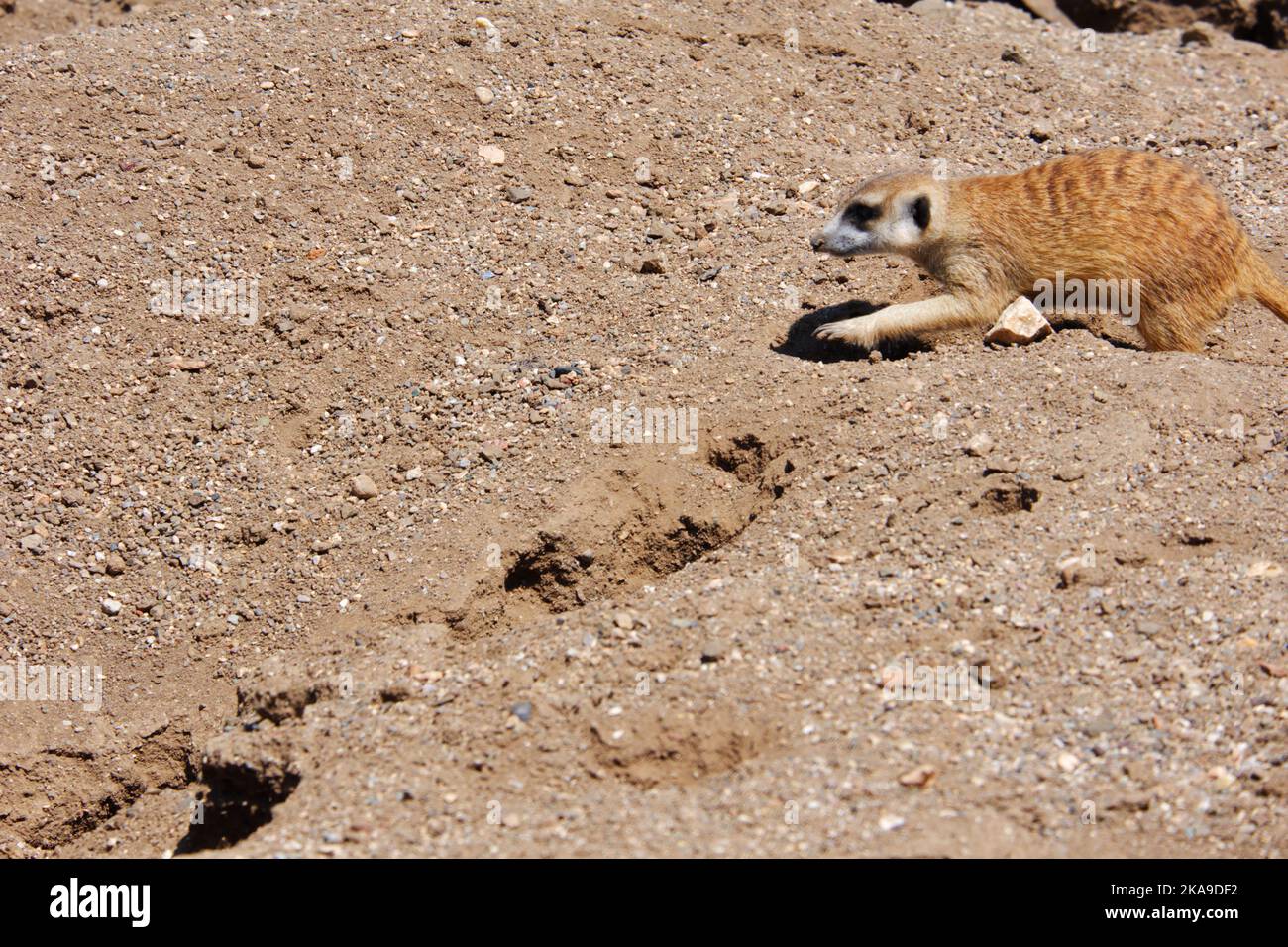 Wild Meerkat animal in nature Stock Photo - Alamy