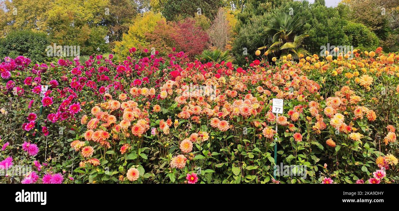 Georgina flowers hi-res stock photography and images - Alamy