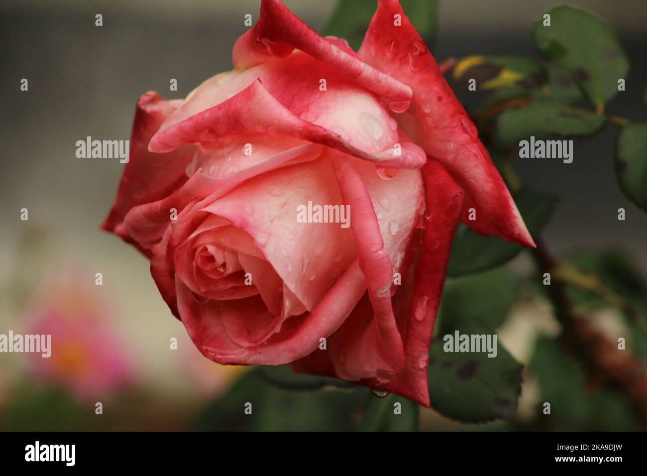 Dew covered rose flower hi-res stock photography and images - Alamy