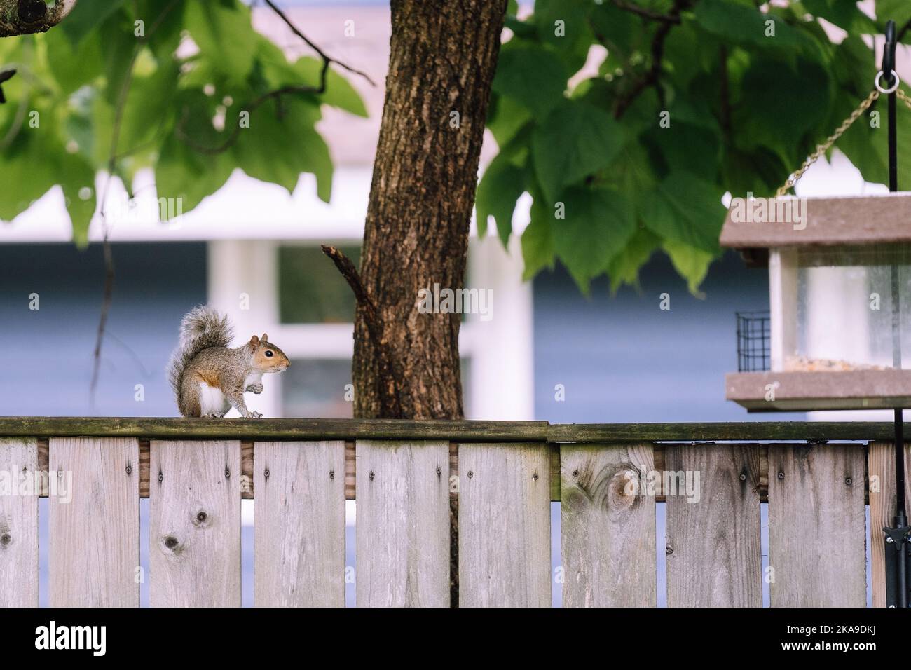 Oregon gray squirrel hi-res stock photography and images - Alamy