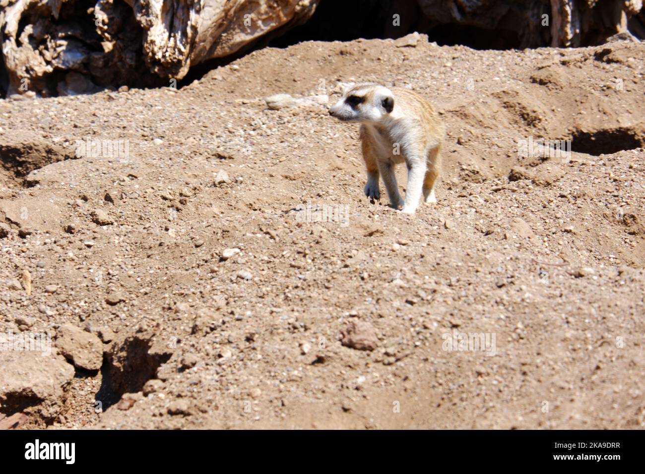 Wild Meerkat animal in nature Stock Photo - Alamy