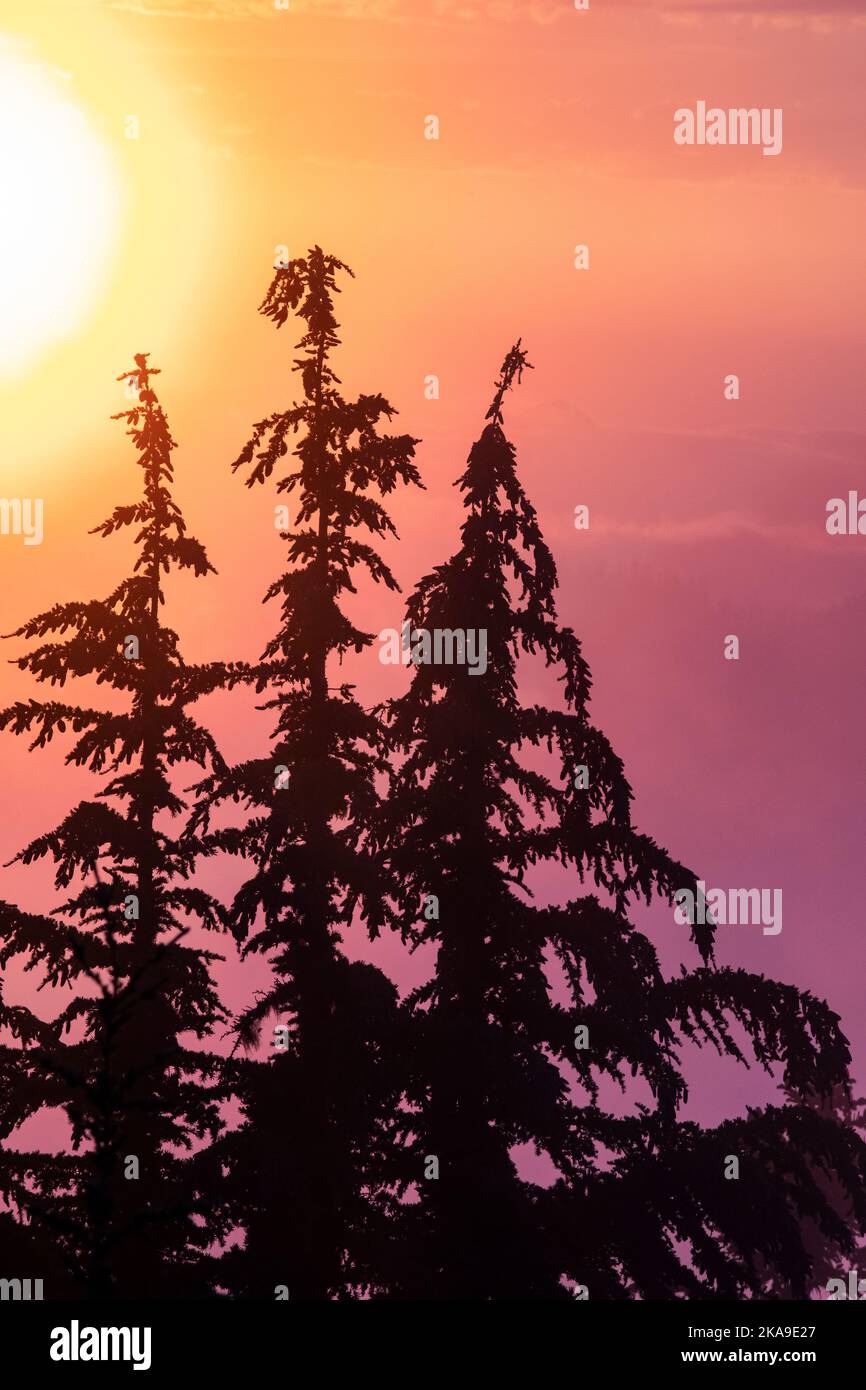 Mountain Hemlocks, Tsuga mertensiana, against a dramatic sunset at ...