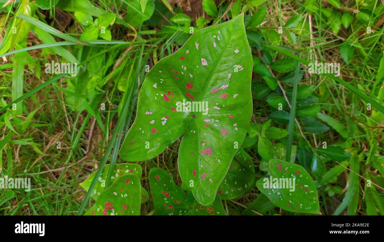 A closeup of green caladium plant leaves in the garden Stock Photo - Alamy
