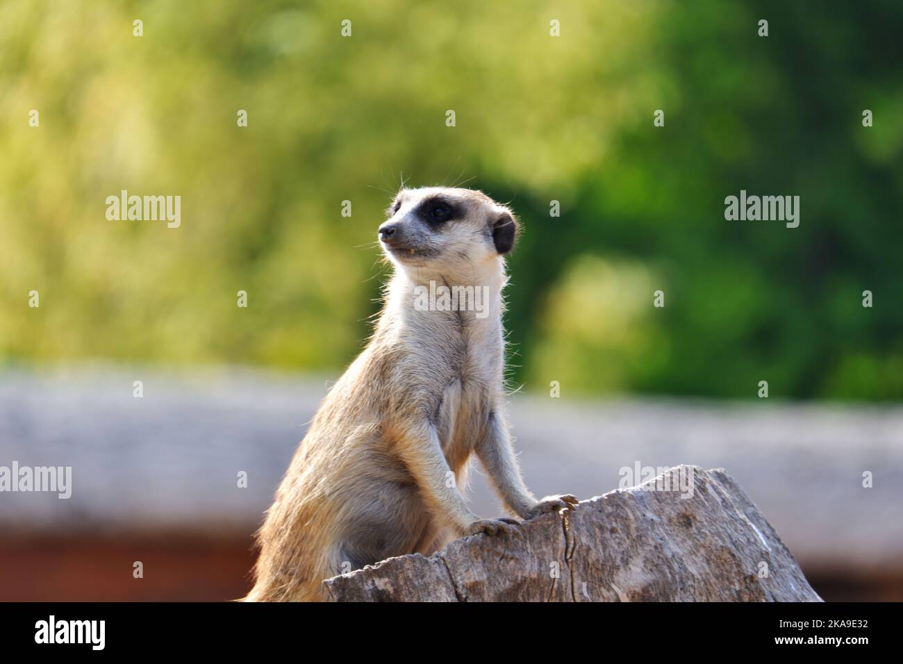 Wild Meerkat animal in nature Stock Photo - Alamy
