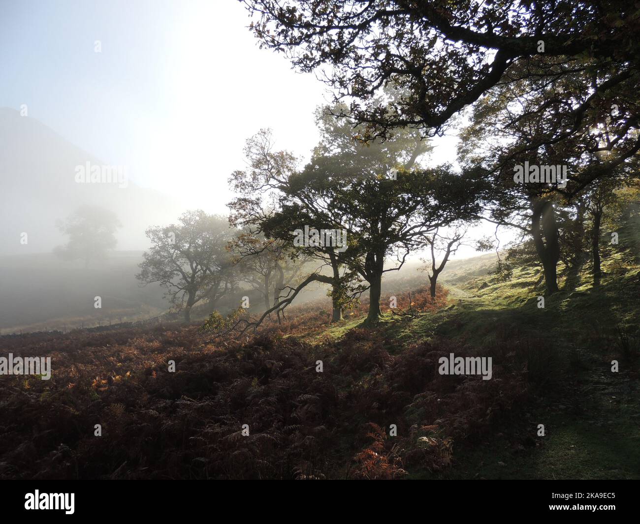 Sunshine through the morning mist Stock Photo - Alamy