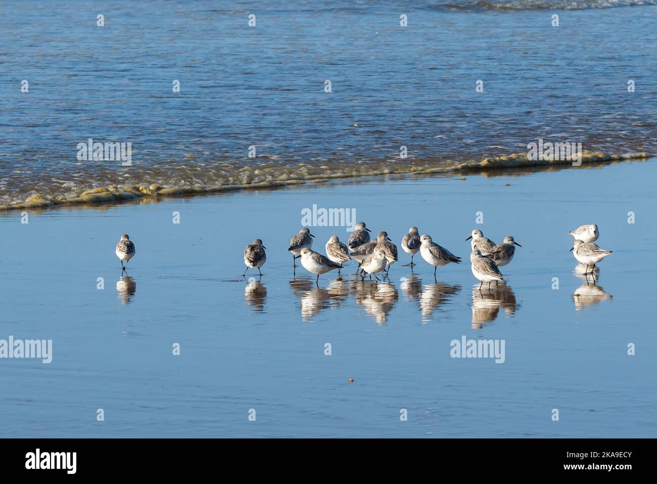 Snowy plover, a small sandpiper, on the beach. Flock of birds close up ...