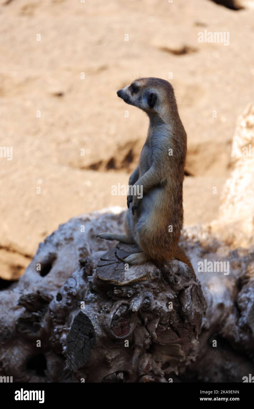 Wild Meerkat animal in nature Stock Photo - Alamy
