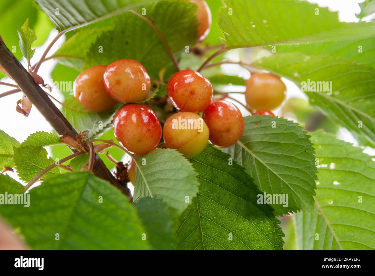 Naturally grown cherries in the ripening process Stock Photo - Alamy
