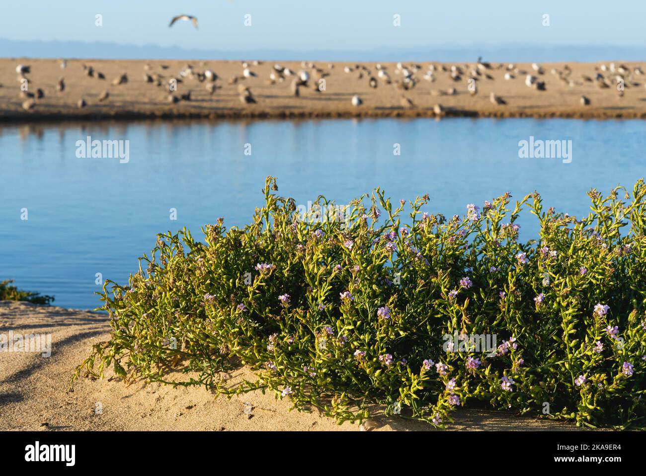 Sandy beach and native plants. Sea Rocket flowers in bloom, beautiful ...