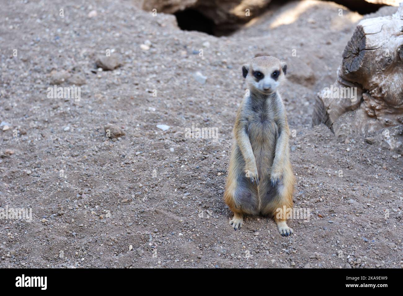 Wild Meerkat animal in nature Stock Photo - Alamy