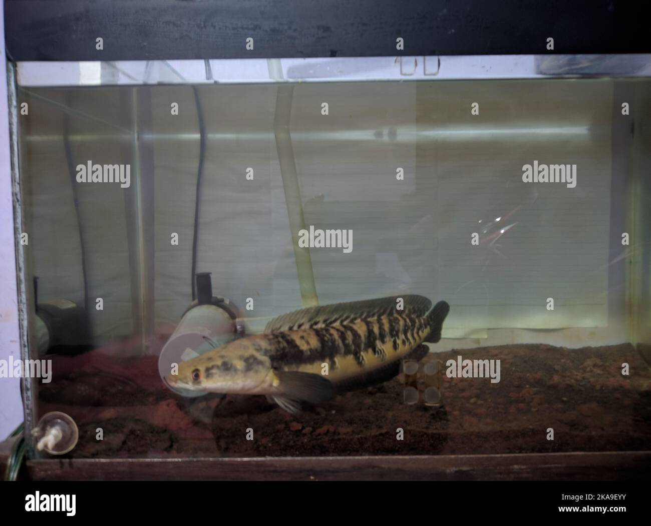 channa maru is snakehead fish from borneo island Stock Photo - Alamy