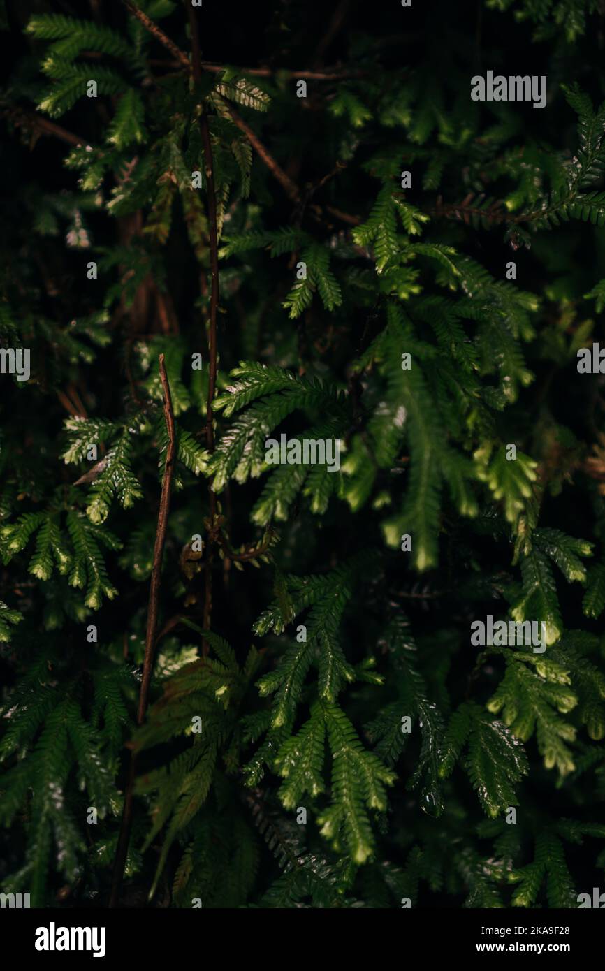 Foliage green plant background. Green summer forest, natural pattern ...