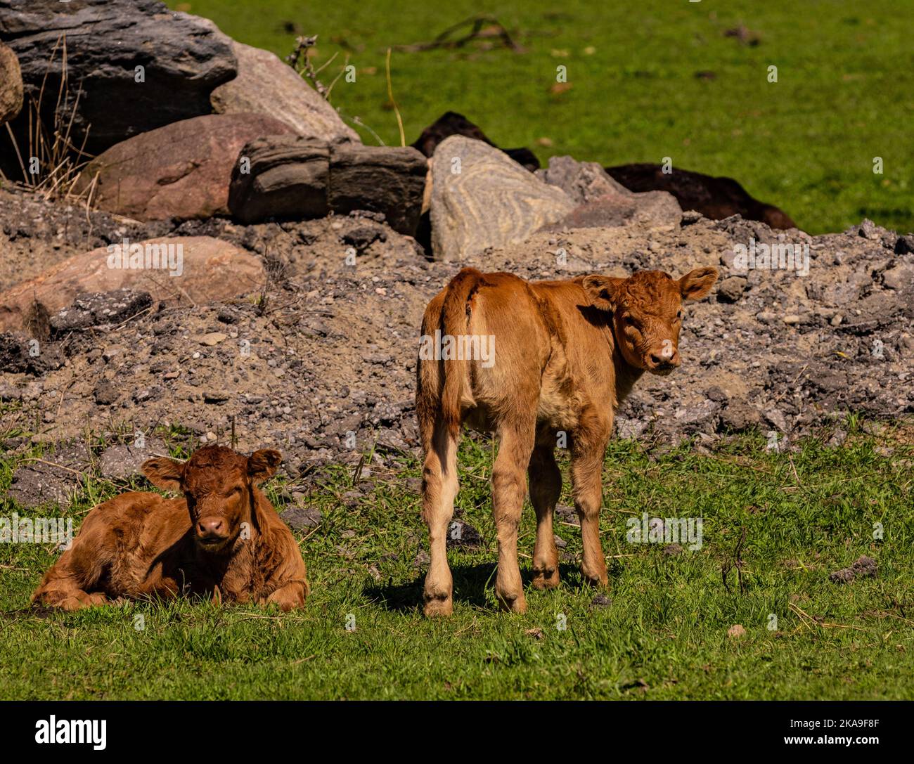 The Limousin breed cattles resting and grazing on the field Stock Photo ...