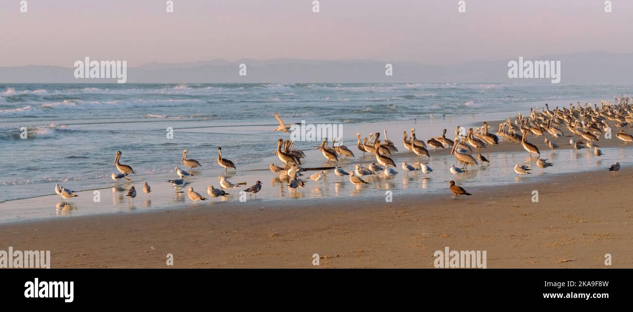 Great colony of birds on the beach at sunset. Brown pelicans and ...